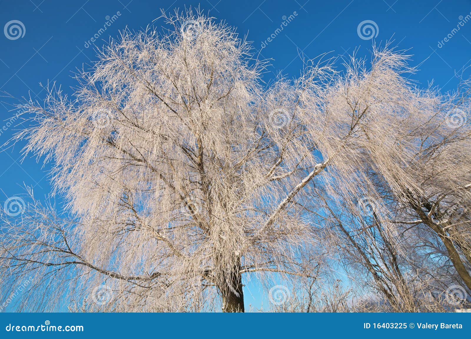 Frosty trees stock image. Image of spray, horizontal - 16403225