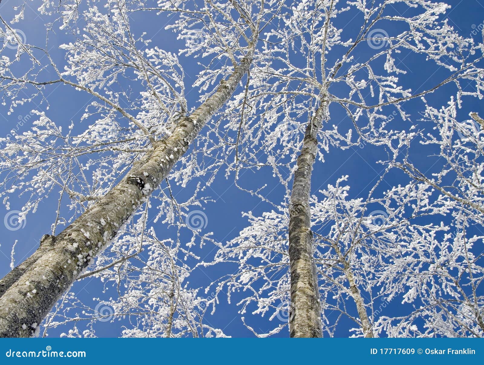 Frosty trees stock image. Image of mountains, sunny, clear - 17717609