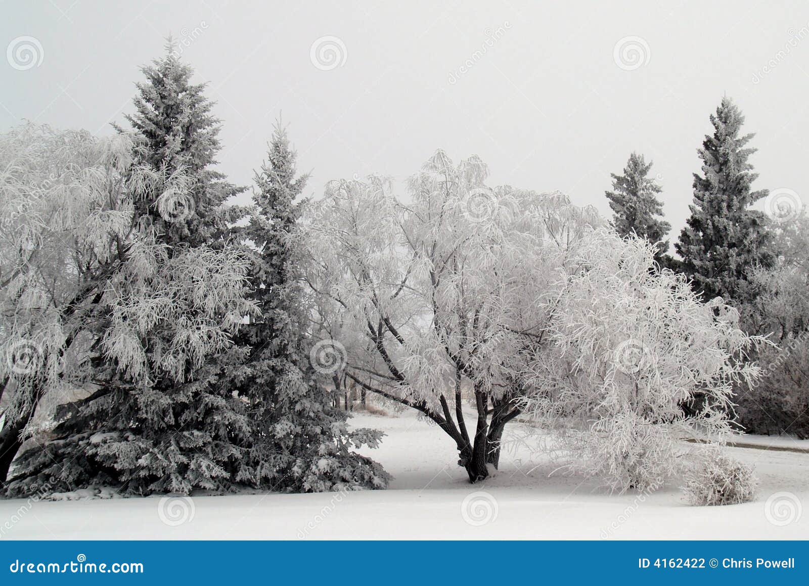 Frosty Tree In Winter
