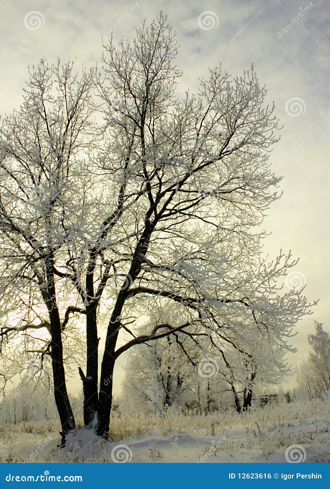 Frosty Trees in Winter stock photo. Image of ground, frost - 12623616