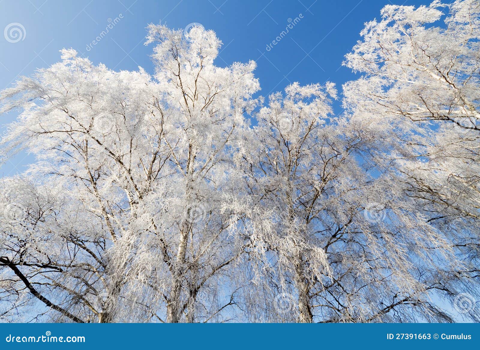 Frosty trees in winter. stock image. Image of cold, trees - 27391663