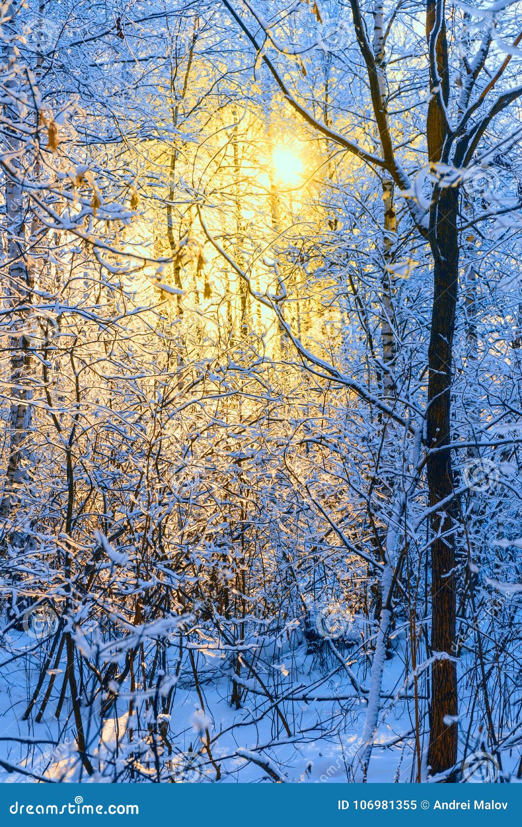 Frosty Trees in the Winter Forest at Sunny Morning Stock Image - Image ...
