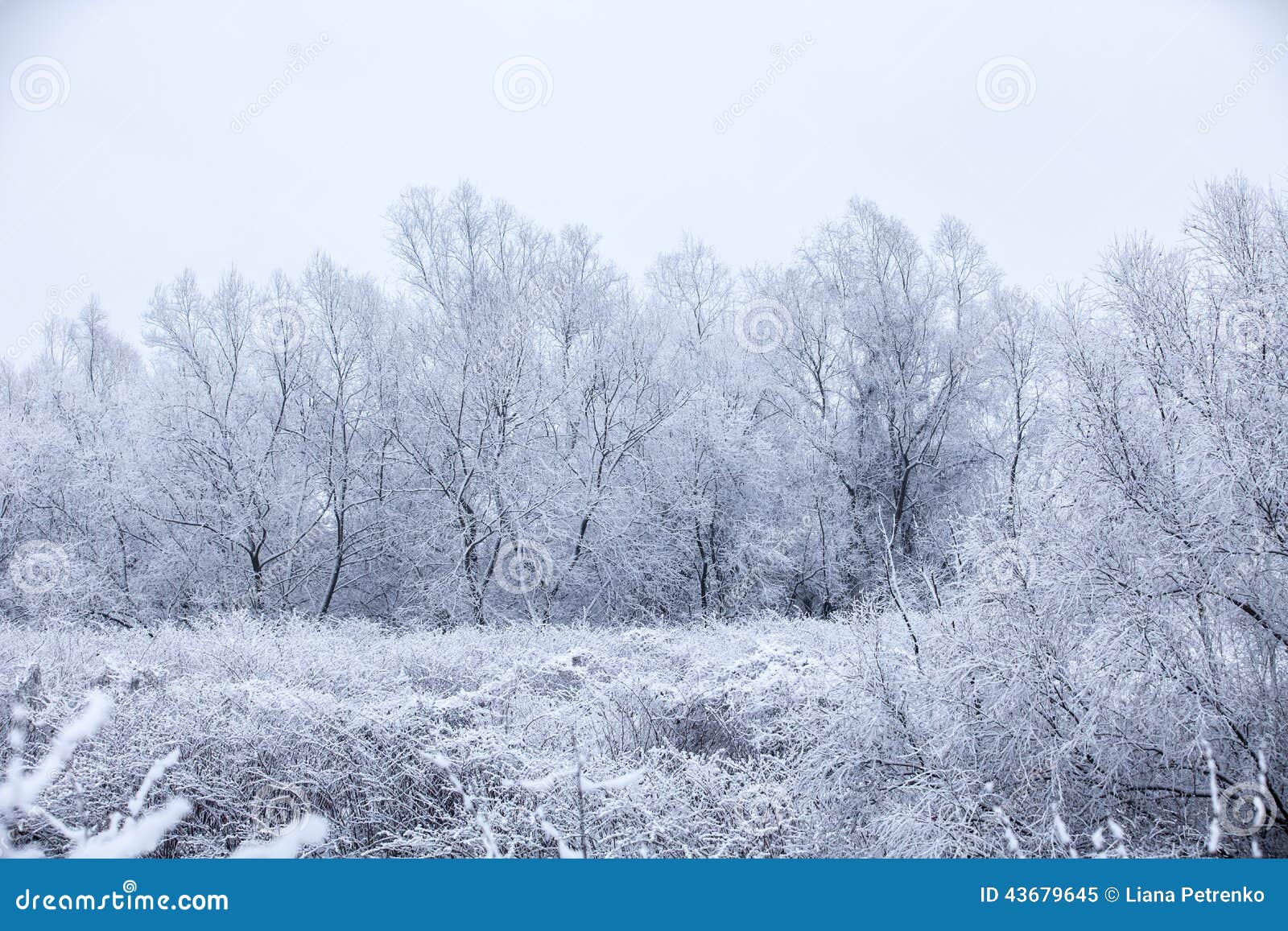 Frosty trees in winter stock image. Image of nature, cloudy - 43679645