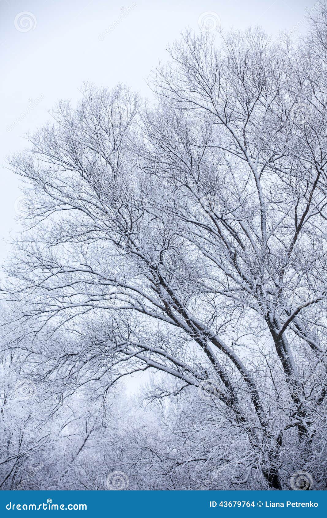 Frosty trees in winter stock photo. Image of natural - 43679764