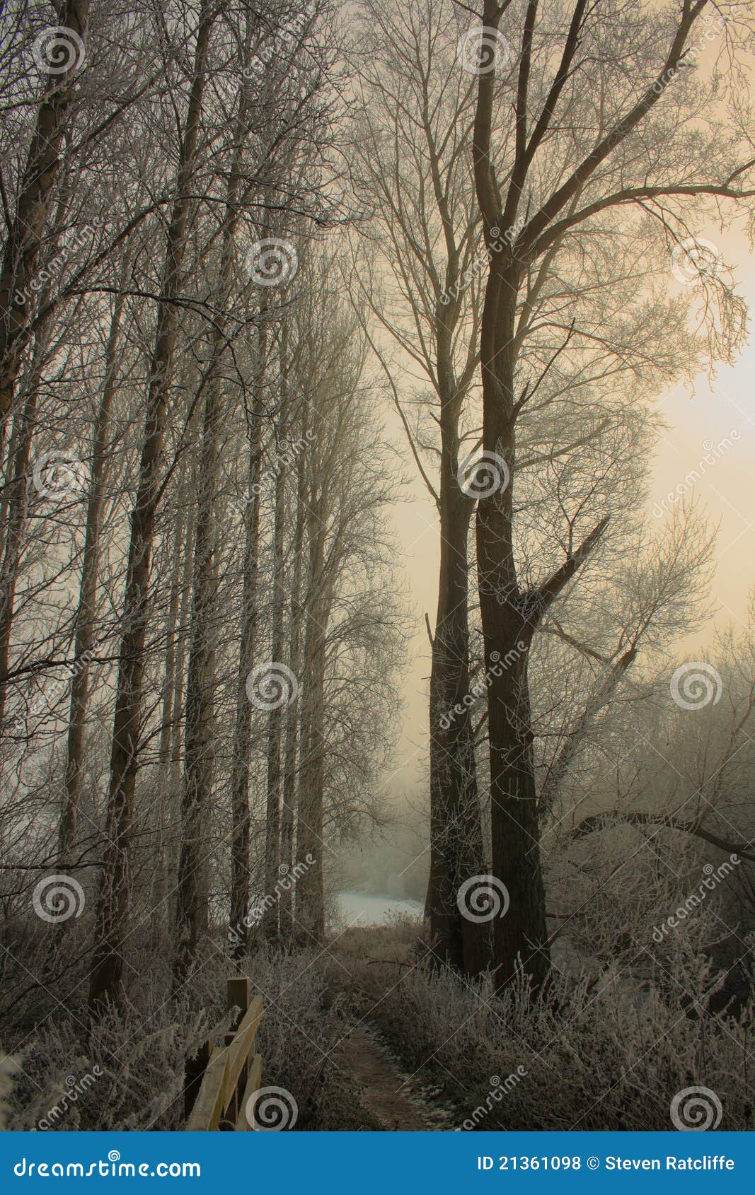Frosty walk stock photo. Image of trees, woods, mist - 21361098