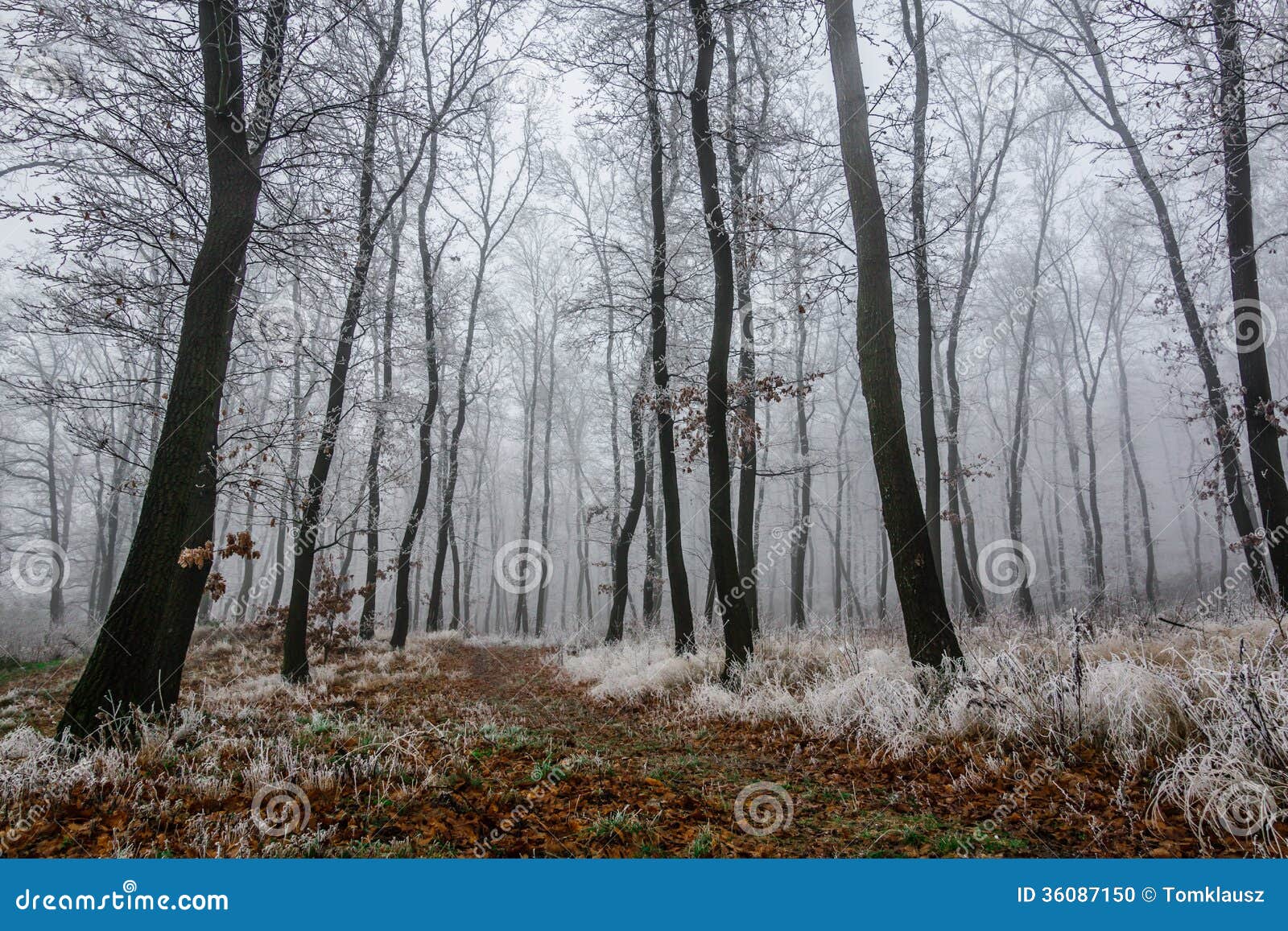 Frosty walk stock photo. Image of mist, frosty, cold - 36087150