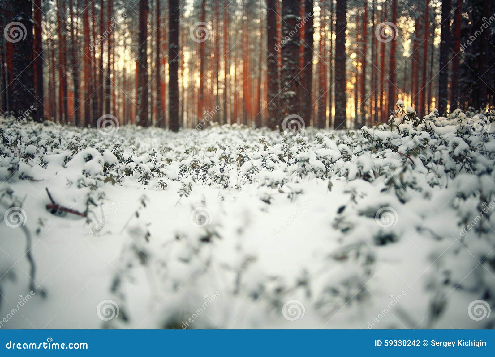 Frosty winter landscape stock photo. Image of blue, black - 59330242
