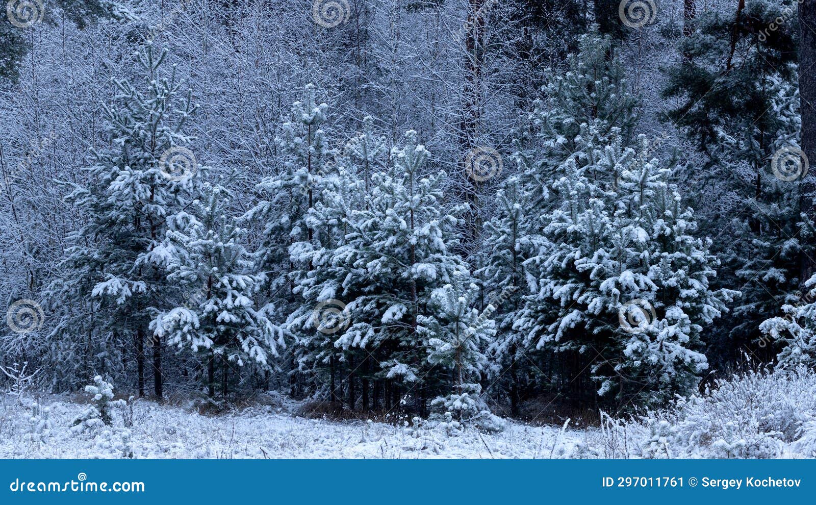 Frosty Winter Landscape in a Snowy Pine Forest. Stock Image - Image of ...