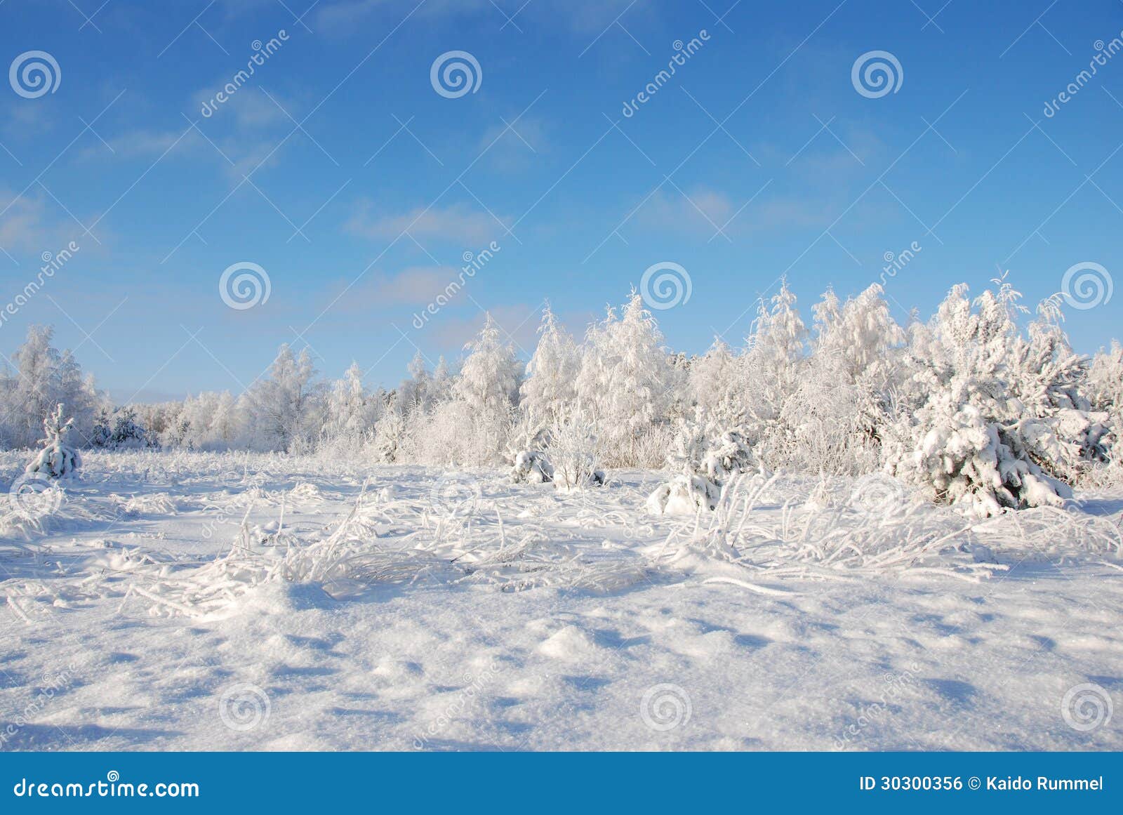 Frosty winter meadow stock photo. Image of blue, snowy - 30300356