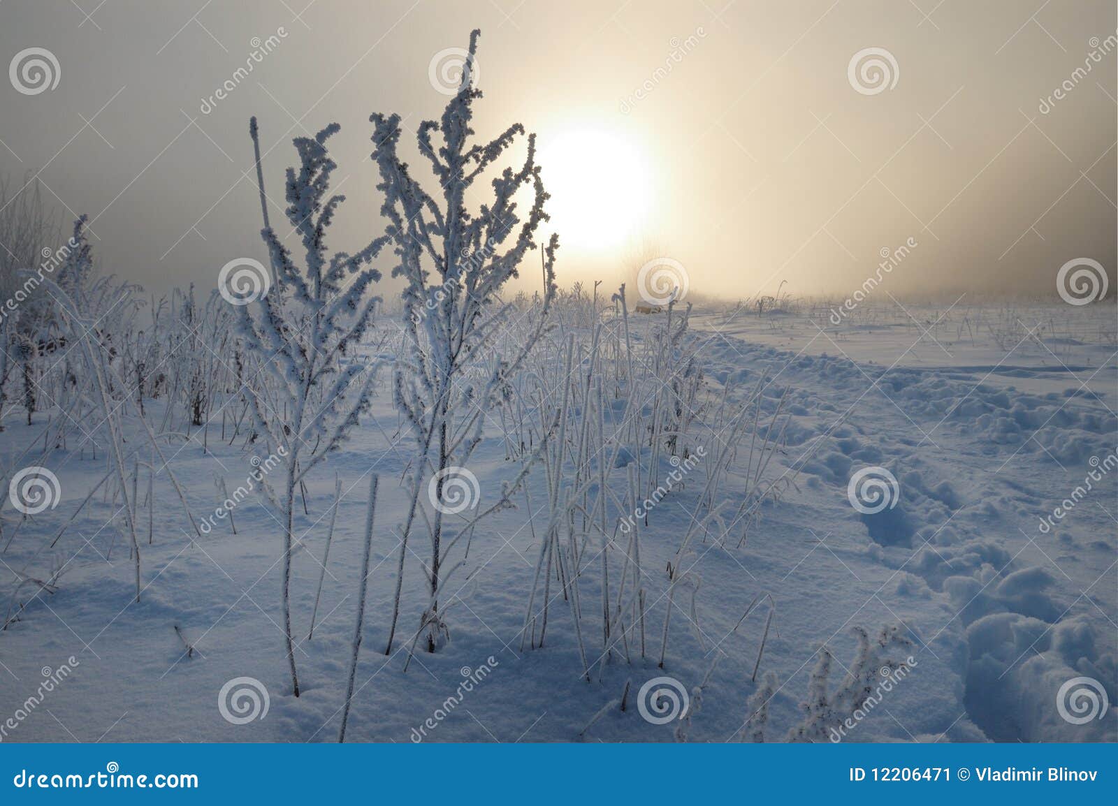 Frosty winter morning stock image. Image of mystery, cold - 12206471