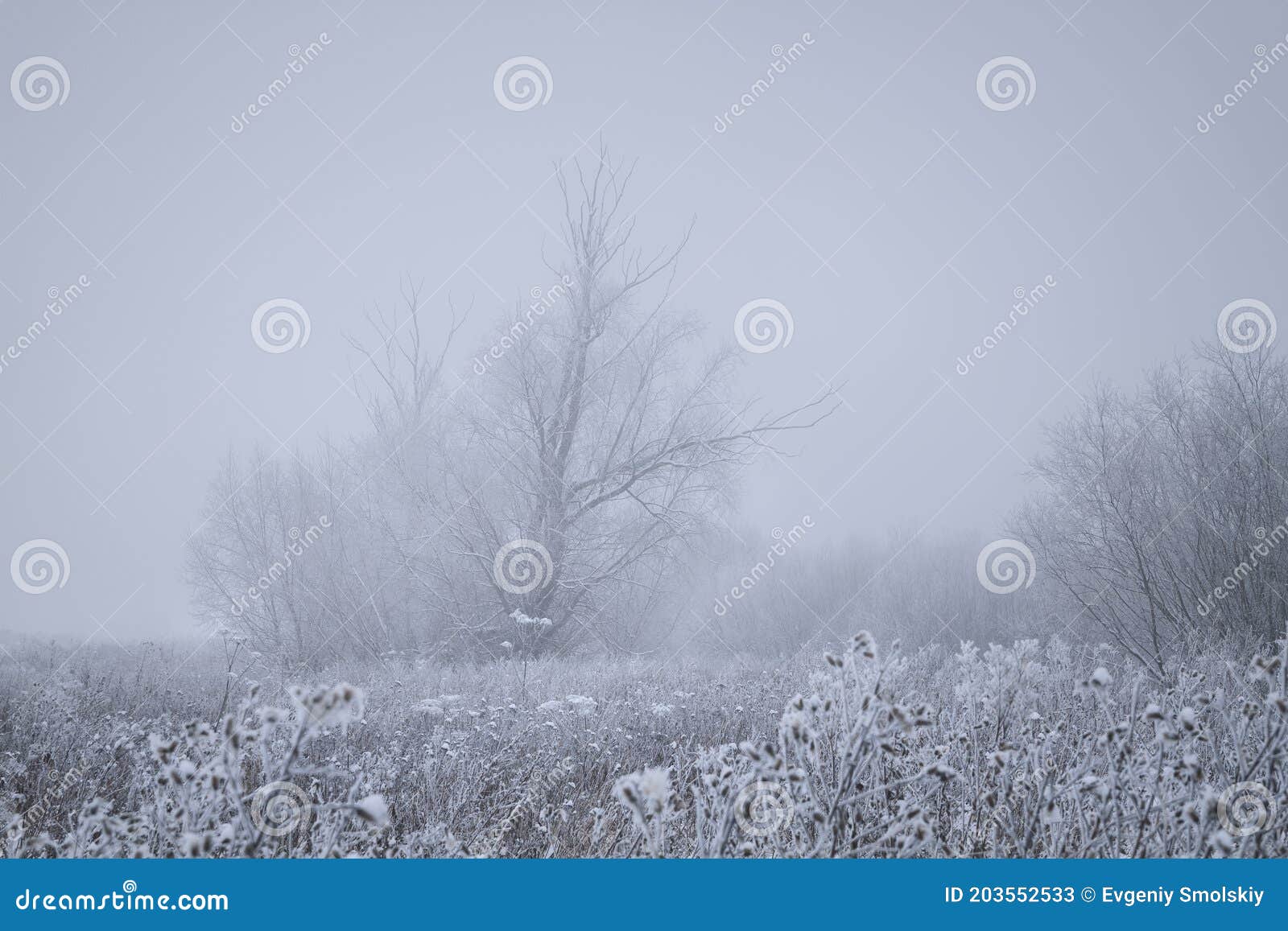 Frosty winter morning stock image. Image of cold, landscape - 203552533
