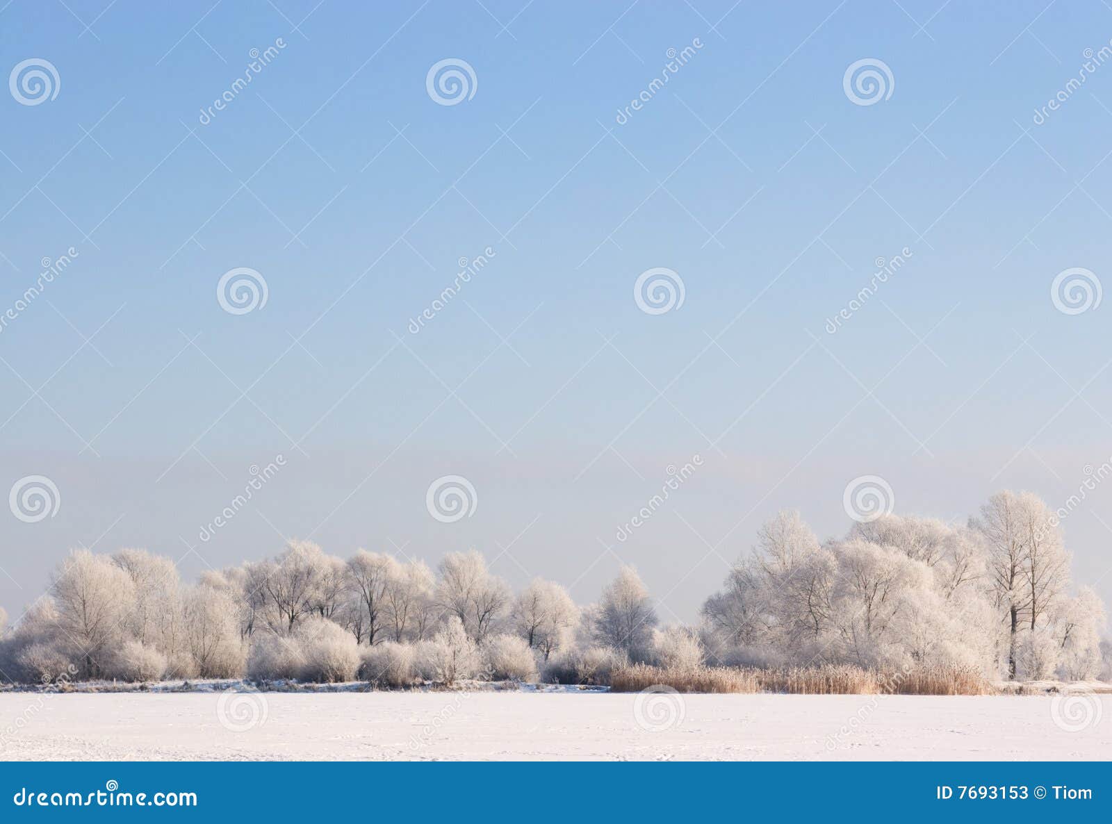 Frosty Winter Scene Under Blue Sky Stock Image - Image of forest ...