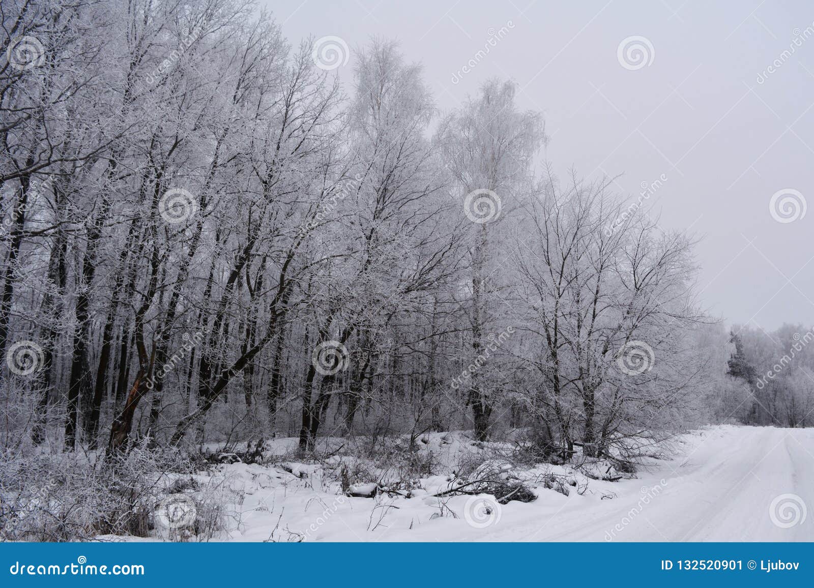 Frosty Winter Trees in Cold Cloudy Day. Wintry Forest Stock Image ...