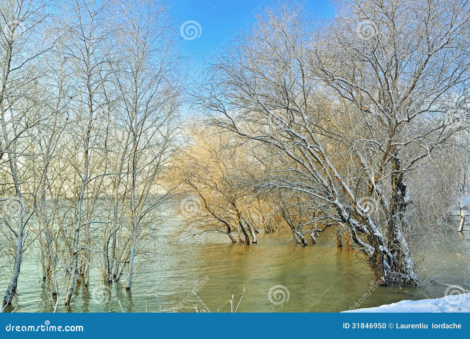 Frosty winter trees stock photo. Image of hoar, morning - 31846950