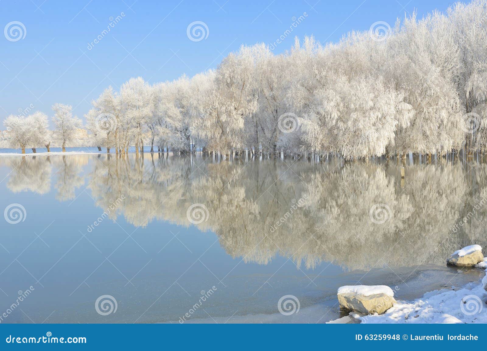 Frosty winter trees stock photo. Image of december, january - 63259948
