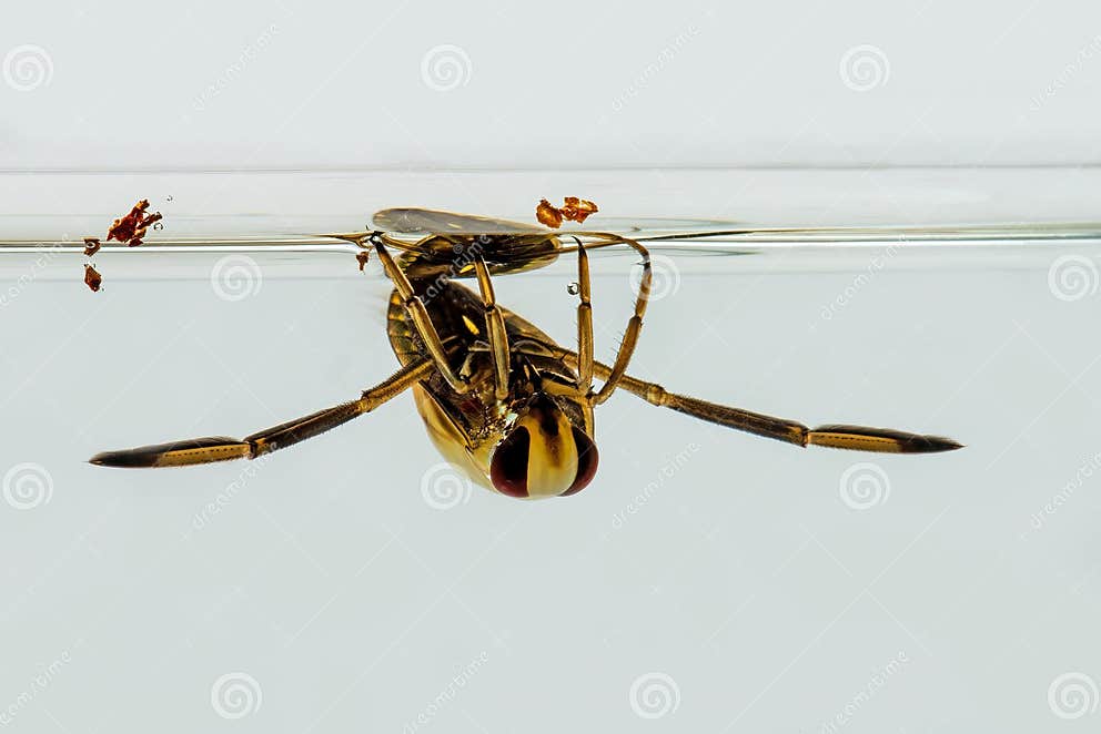Frotal Image of a Common Backswimmer at the Water Surface Stock Image ...
