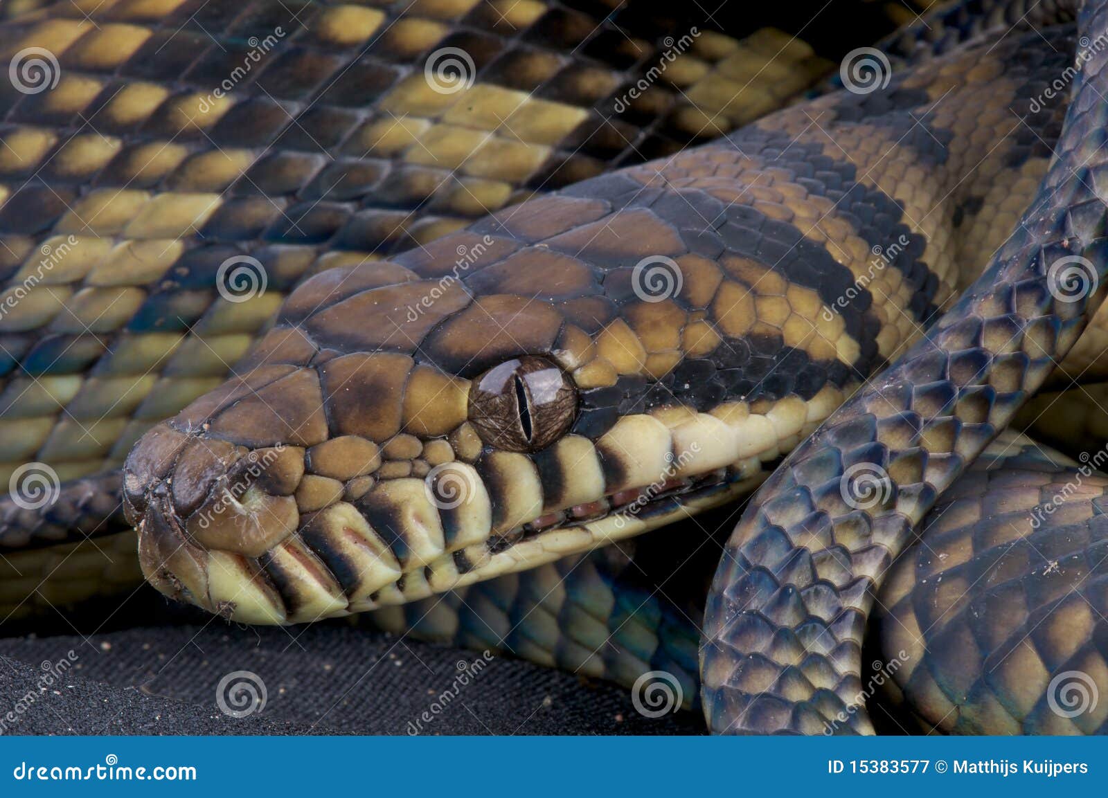 Frottez le python image stock. Image du échelles, dangereux - 15383577