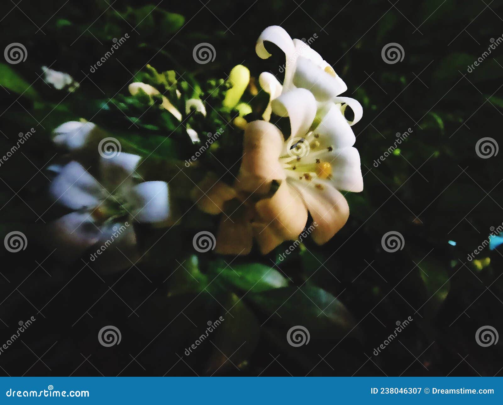 Frower night stock image. Image of petal, night, frower - 238046307