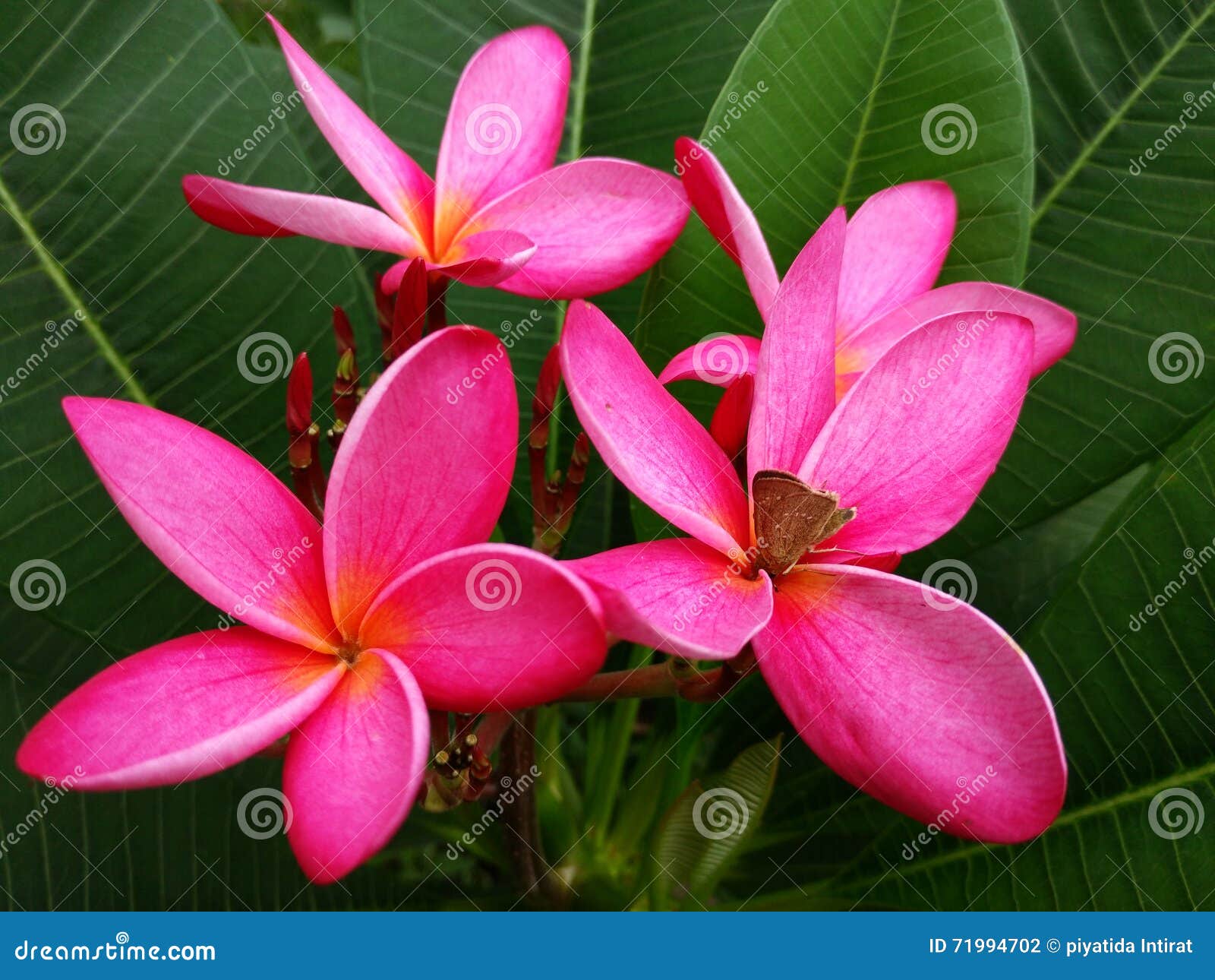 Frower stock photo. Image of pink, plant, happyness, wildflower - 71994702