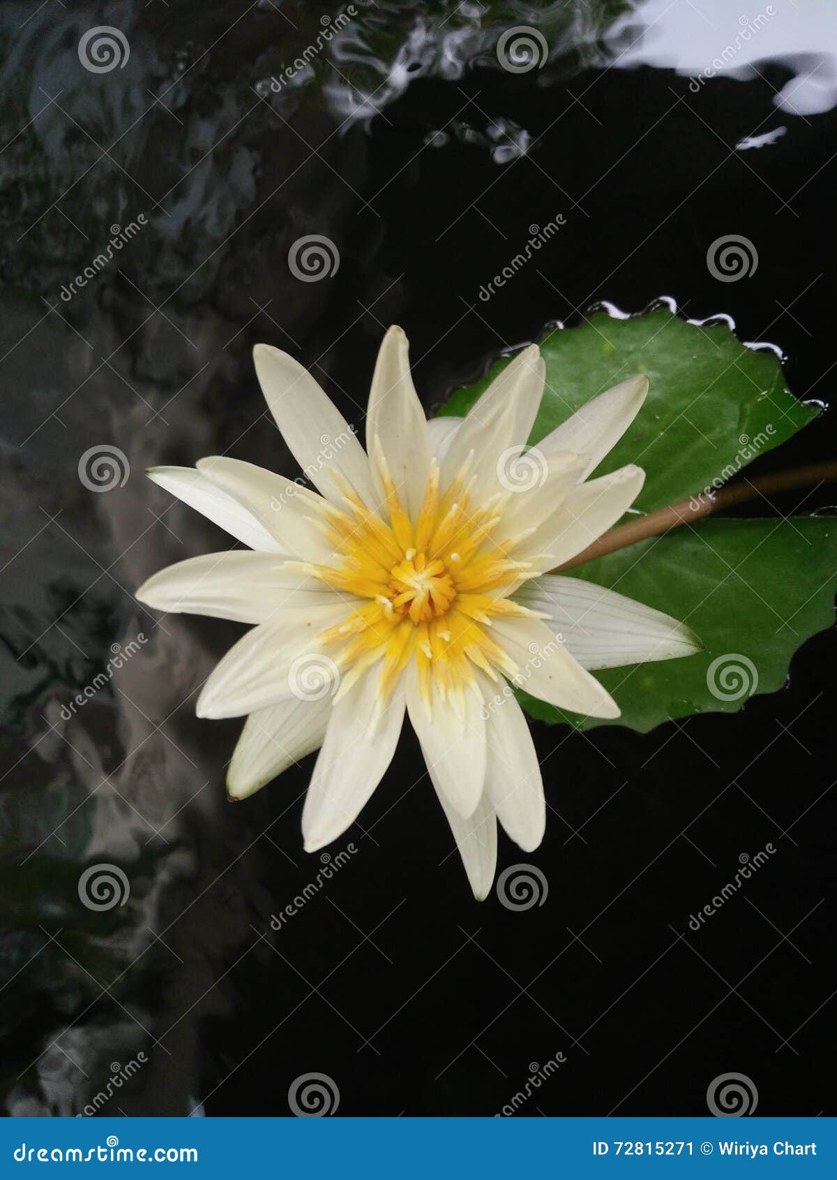 Flower in water stock image. Image of frower, gardens - 72815271