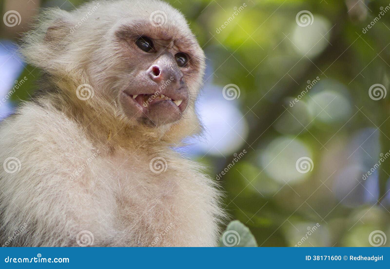 Frowning Capuchin Monkey stock photo. Image of carablanca - 38171600