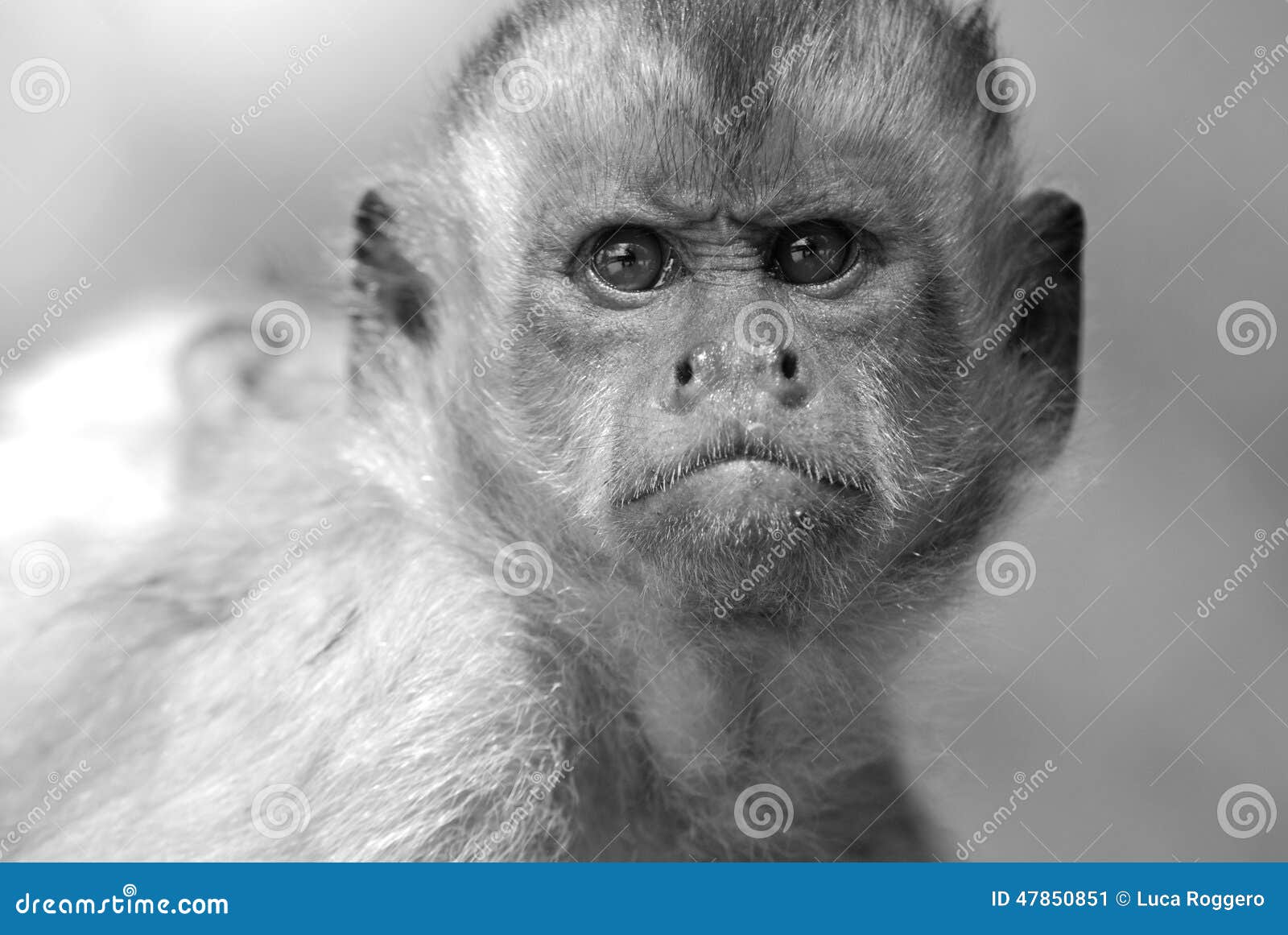 Monkey Face Looking To The Left And Space On The Left Side For Banner ...