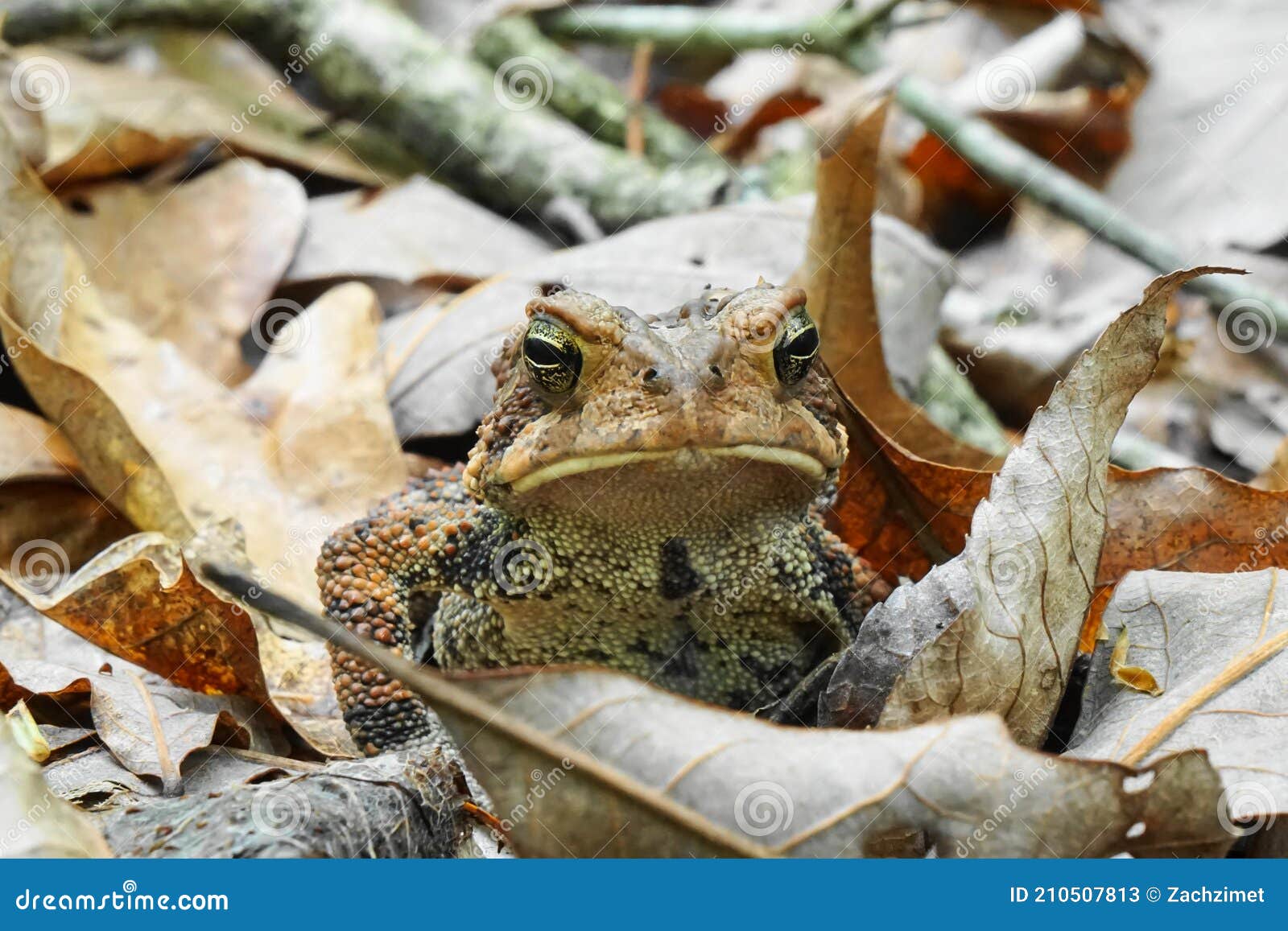Frowning Toad Looking Out Over Dried Leaves Stock Image - Image of ...