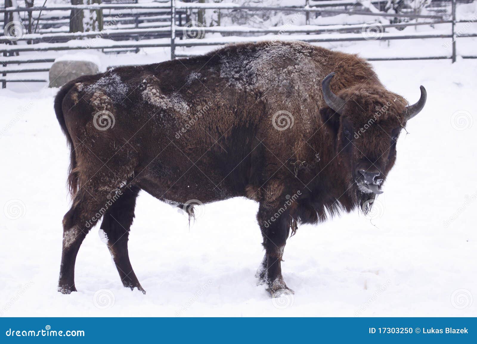 Frozen american bison stock photo. Image of mammal, buffalo - 17303250