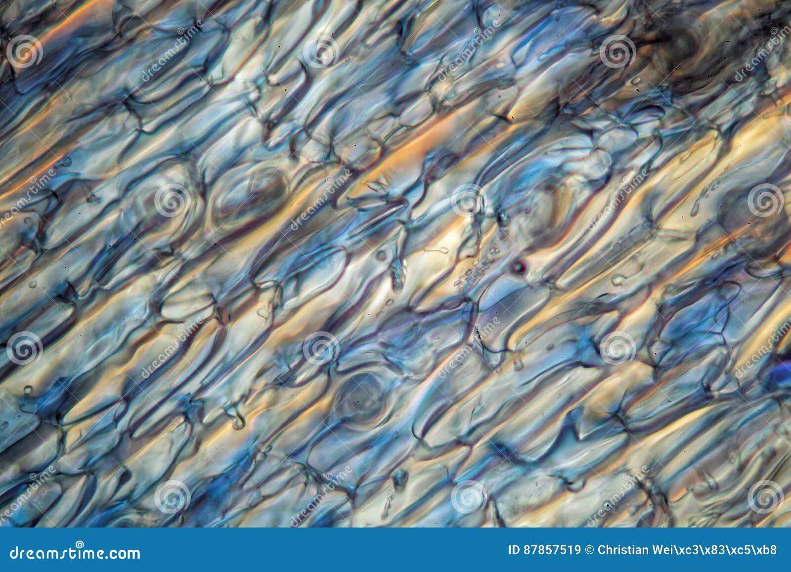 Frozen Apple Juice Under a Microscope. Stock Image - Image of ...