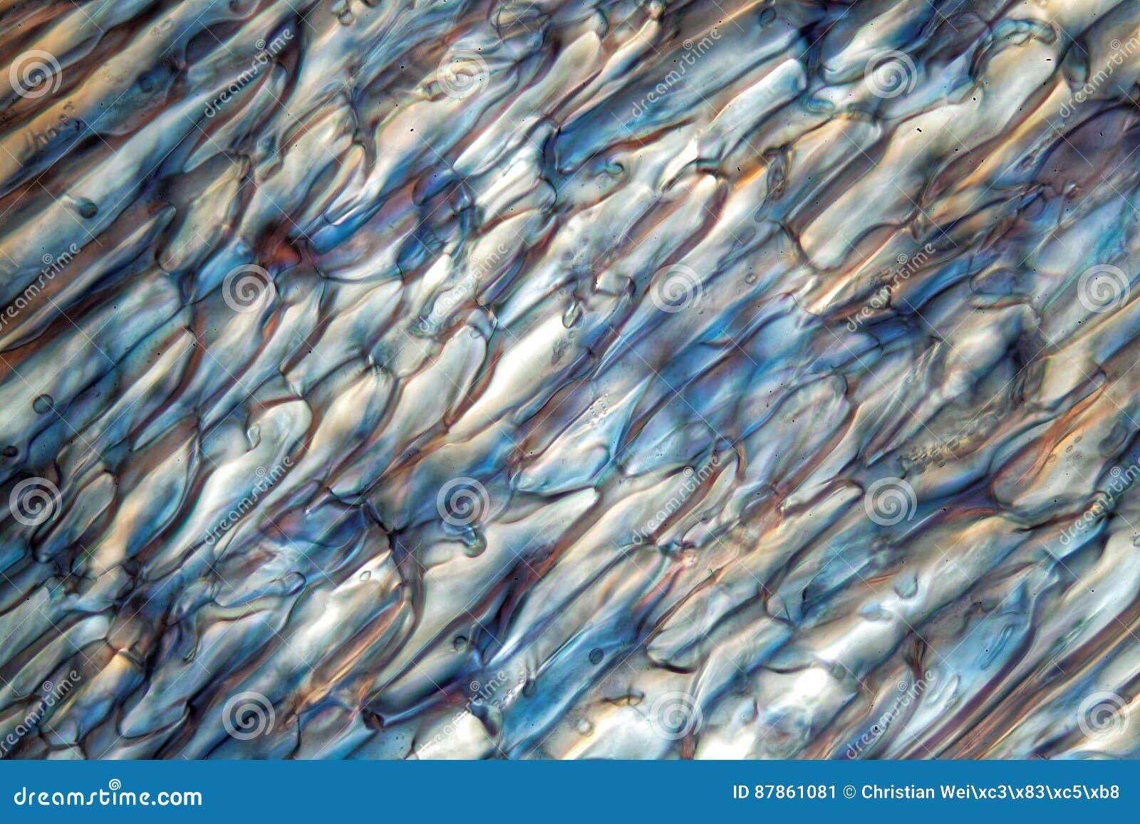Frozen Apple Juice Under a Microscope. Stock Image - Image of food ...