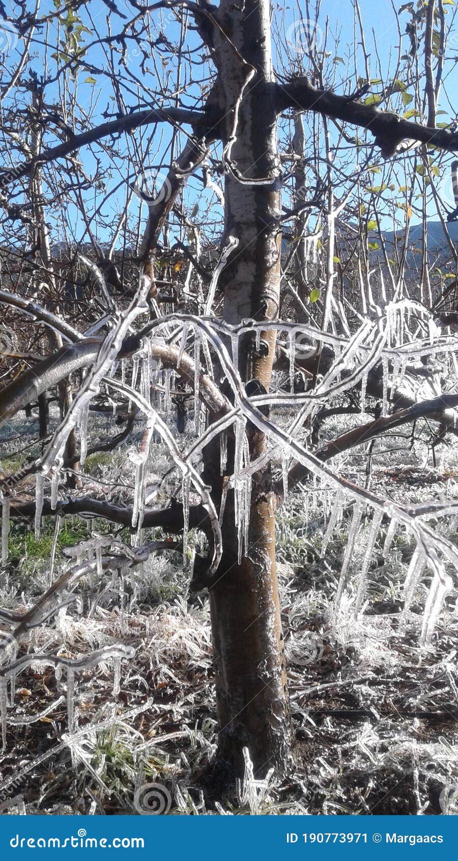 Frozen Apple Juice Under A Microscope. Royalty-Free Stock Photo ...