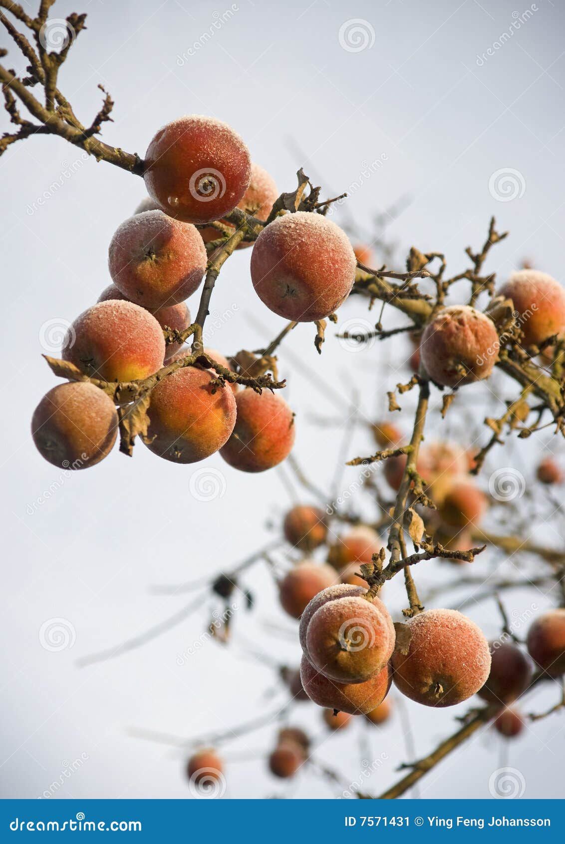 Frozen apples stock image. Image of plant, landscape, fruit - 7571431