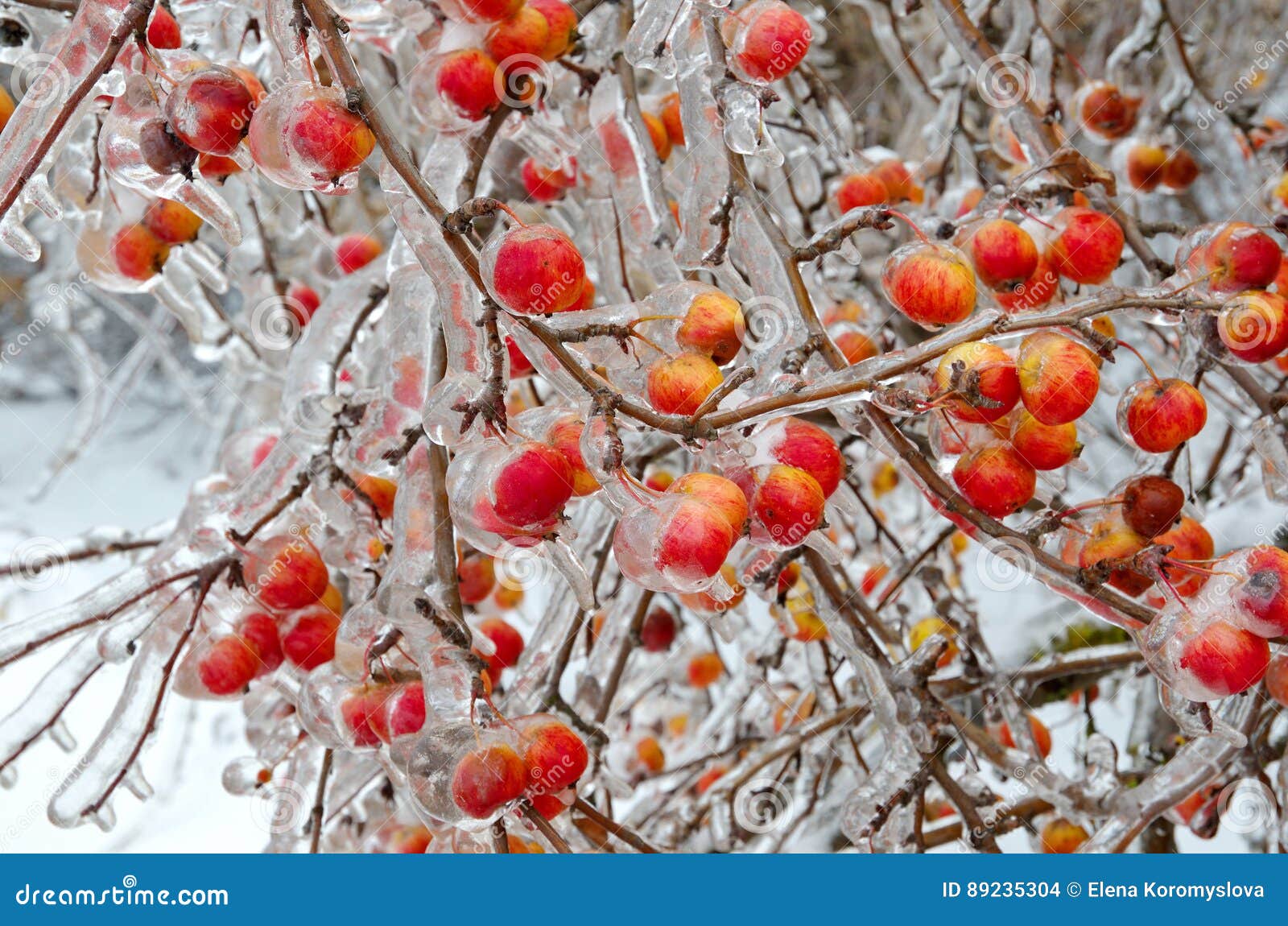 Frozen Apples on the Branches Stock Photo - Image of snow, apples: 89235304