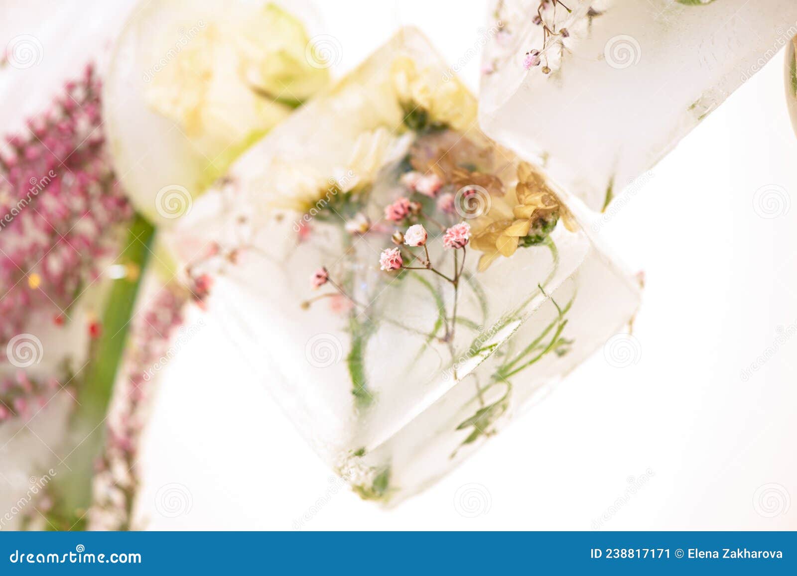 Frozen Artistic Fresh Flowers in Ice Cubes. Art. Stock Image - Image of ...