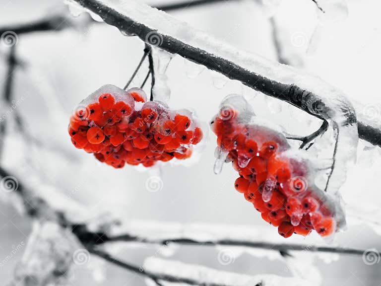 Frozen ash stock image. Image of beautiful, covered, frosty - 20949497