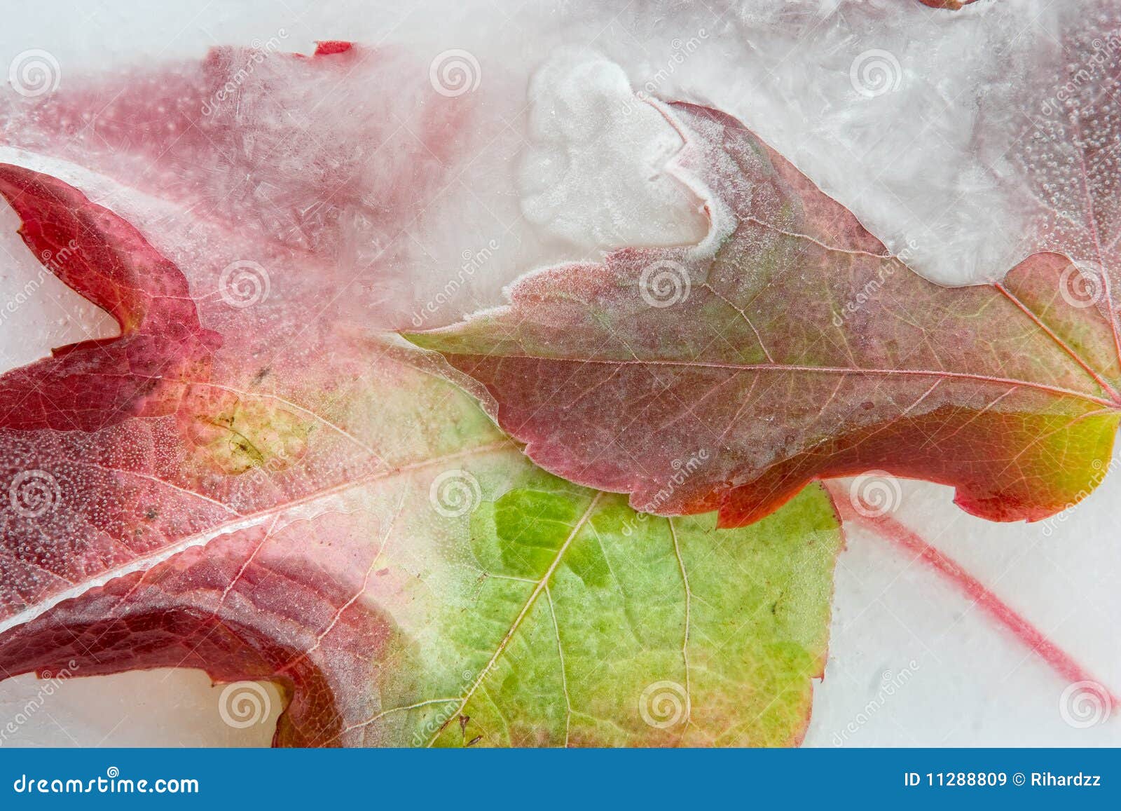Frozen Autumn leaves stock image. Image of frozen, snow - 11288809