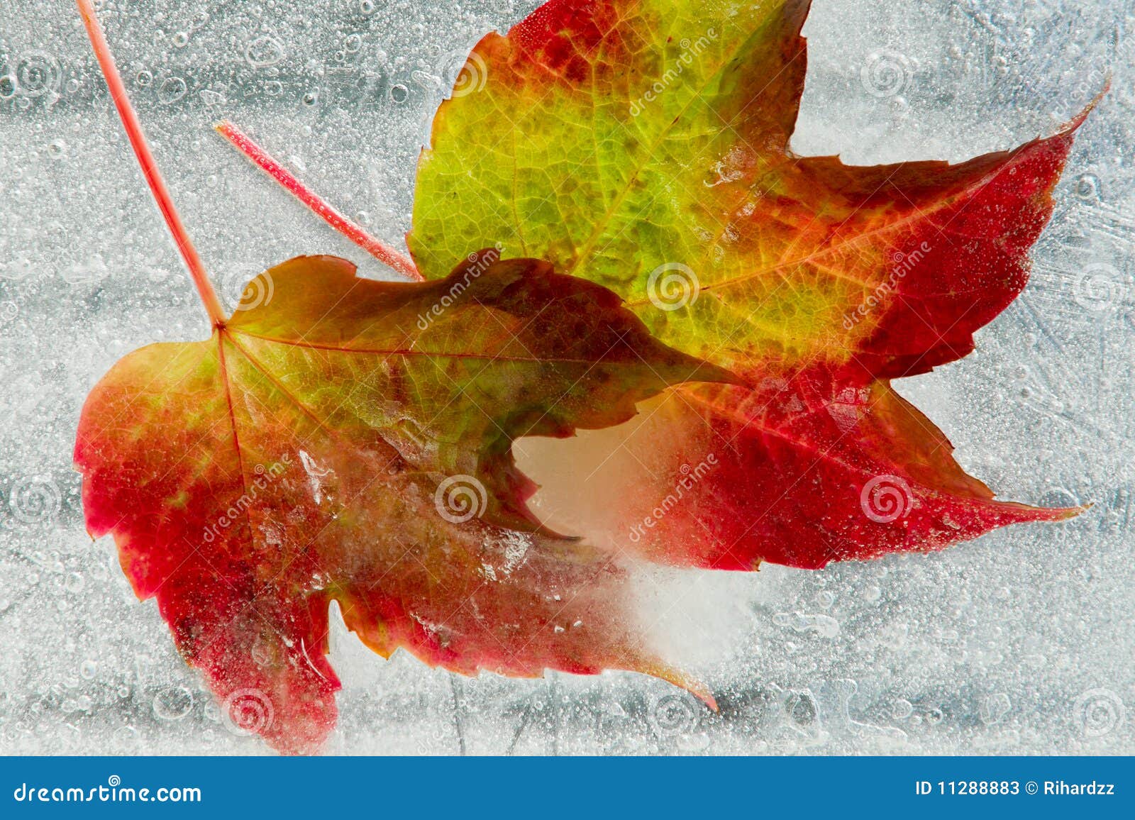 Frozen Autumn leaves stock image. Image of snow, frozen - 11288883