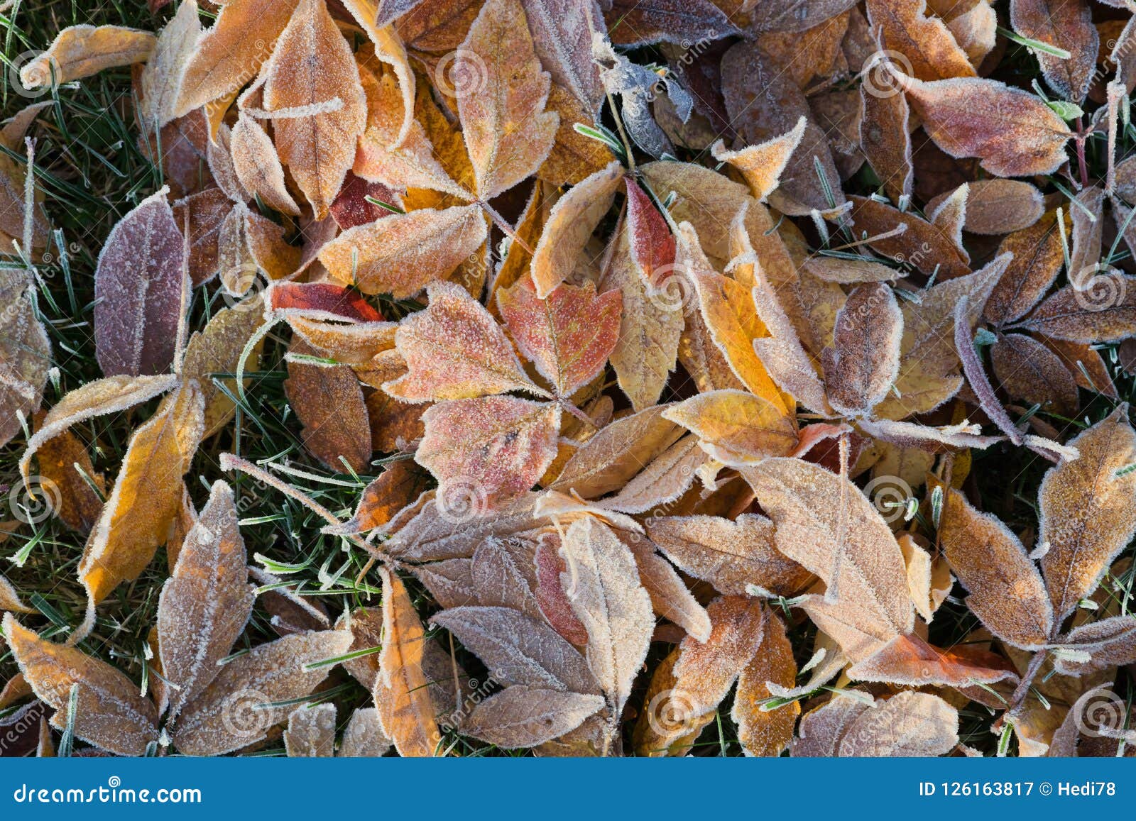 Frozen autumn leaves stock image. Image of colors, frozen - 126163817