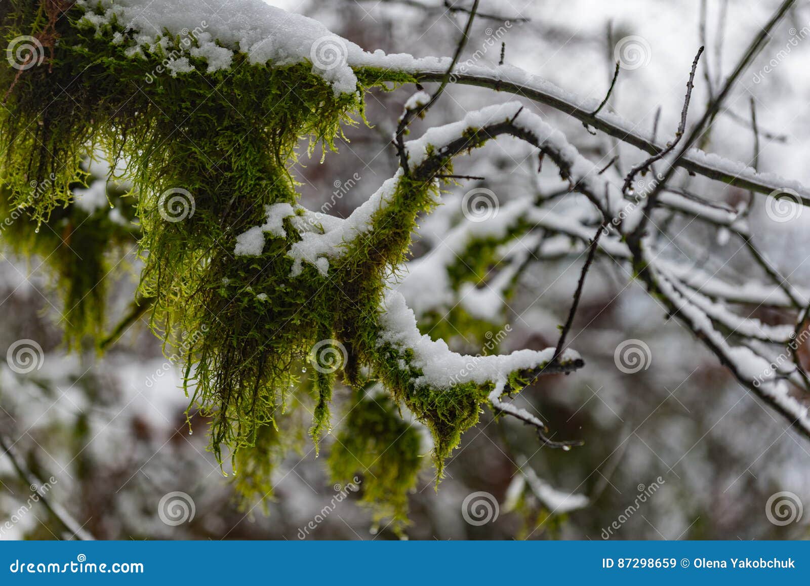 Frozen Bare Trees with Moss on Them Stock Image - Image of frost, moss ...
