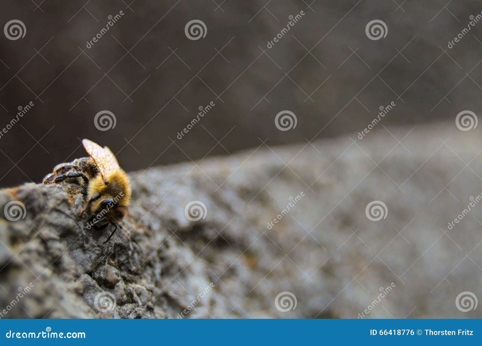 Frozen bee stock photo. Image of wing, iced, rock, drop - 66418776