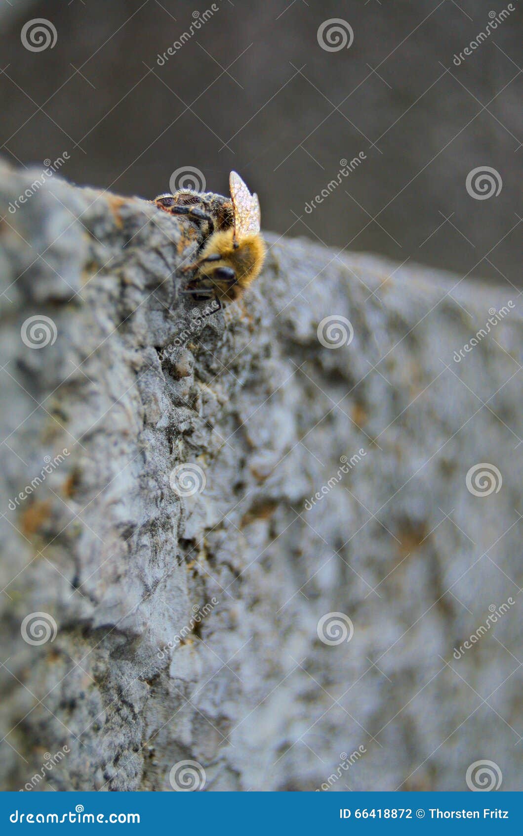 Frozen bee stock photo. Image of water, iced, feeler - 66418872