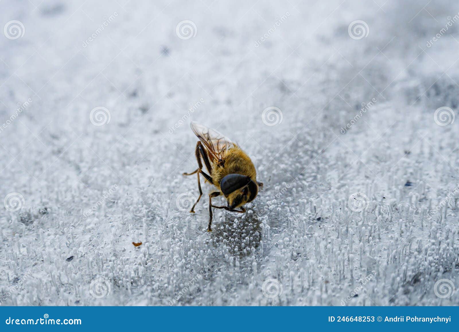 Frozen Bee Due To a Sudden Autumn Cold Stock Image - Image of green ...