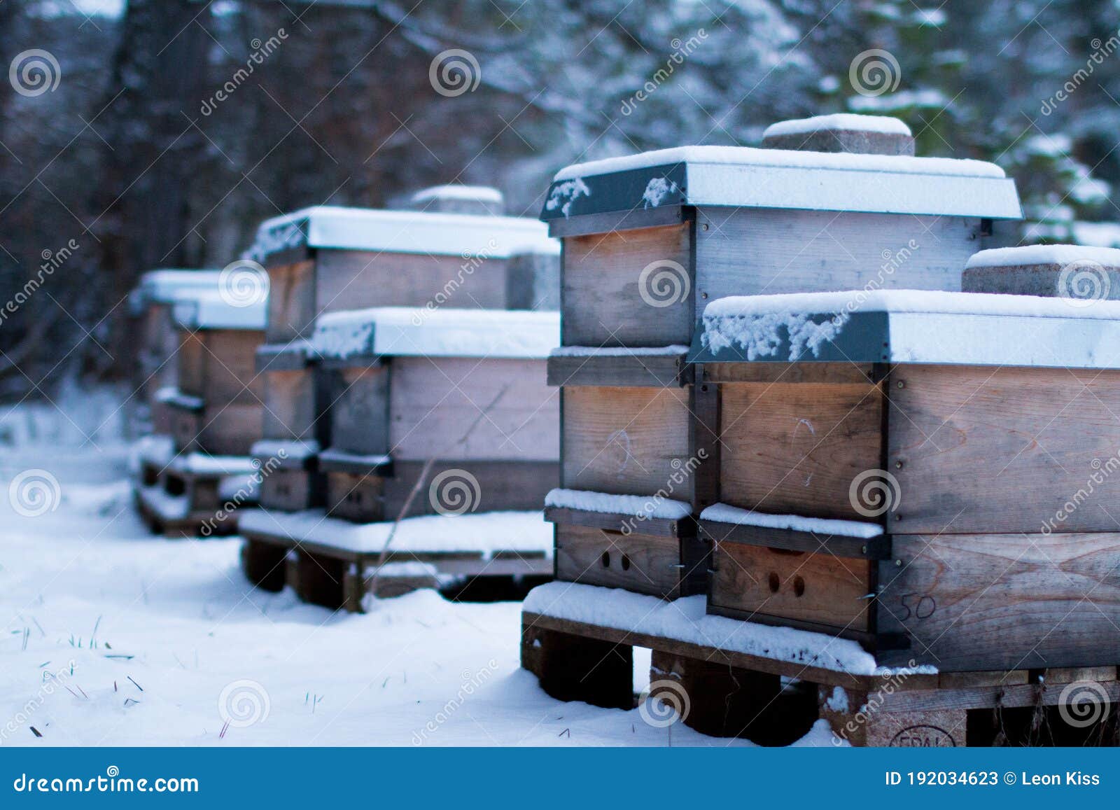Frozen bees stock image. Image of cold, beehive, honey - 192034623