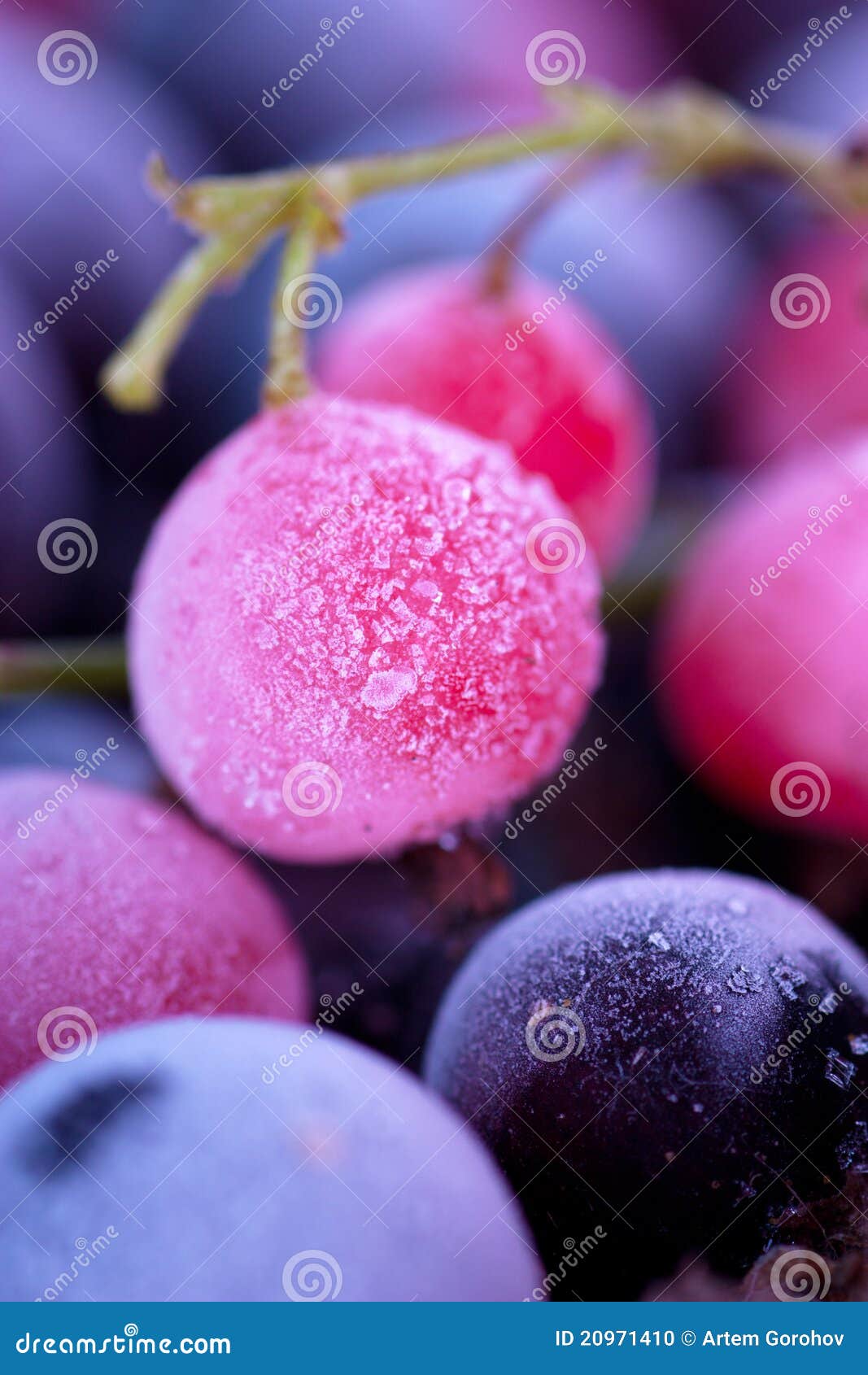 Frozen berries stock photo. Image of frost, blue, color - 20971410