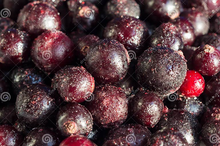 Frozen Berries of Black Currant Stock Photo - Image of tasty, crimson ...