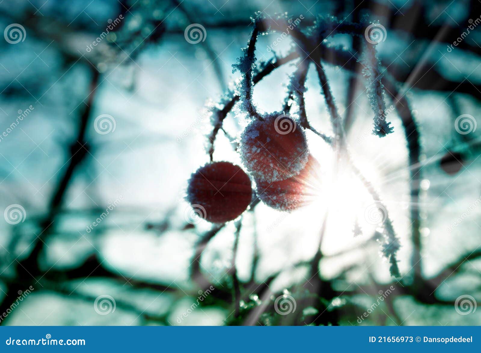 Frozen Berries with Ice Crystals Stock Image - Image of beautiful ...
