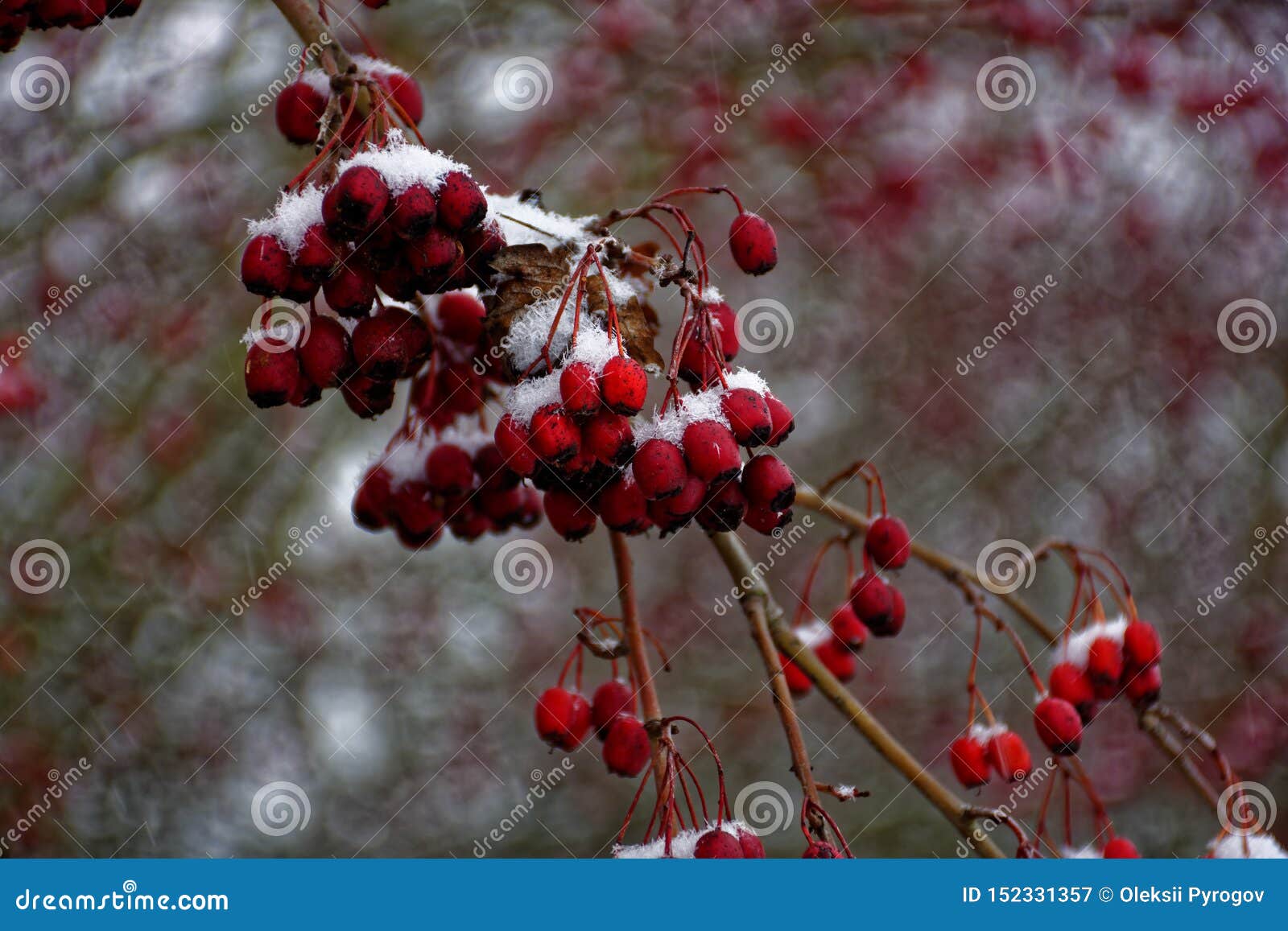 Frozen berries in winter stock image. Image of beautiful - 152331357