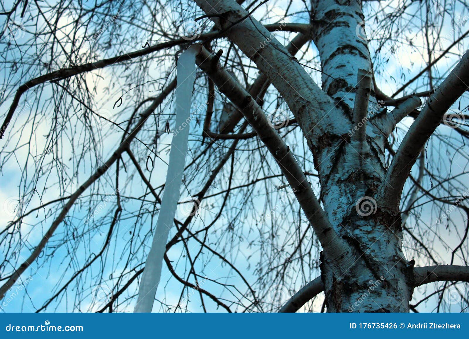 Frozen Birch Sap on a Tree Trunk Stock Photo - Image of ecological ...