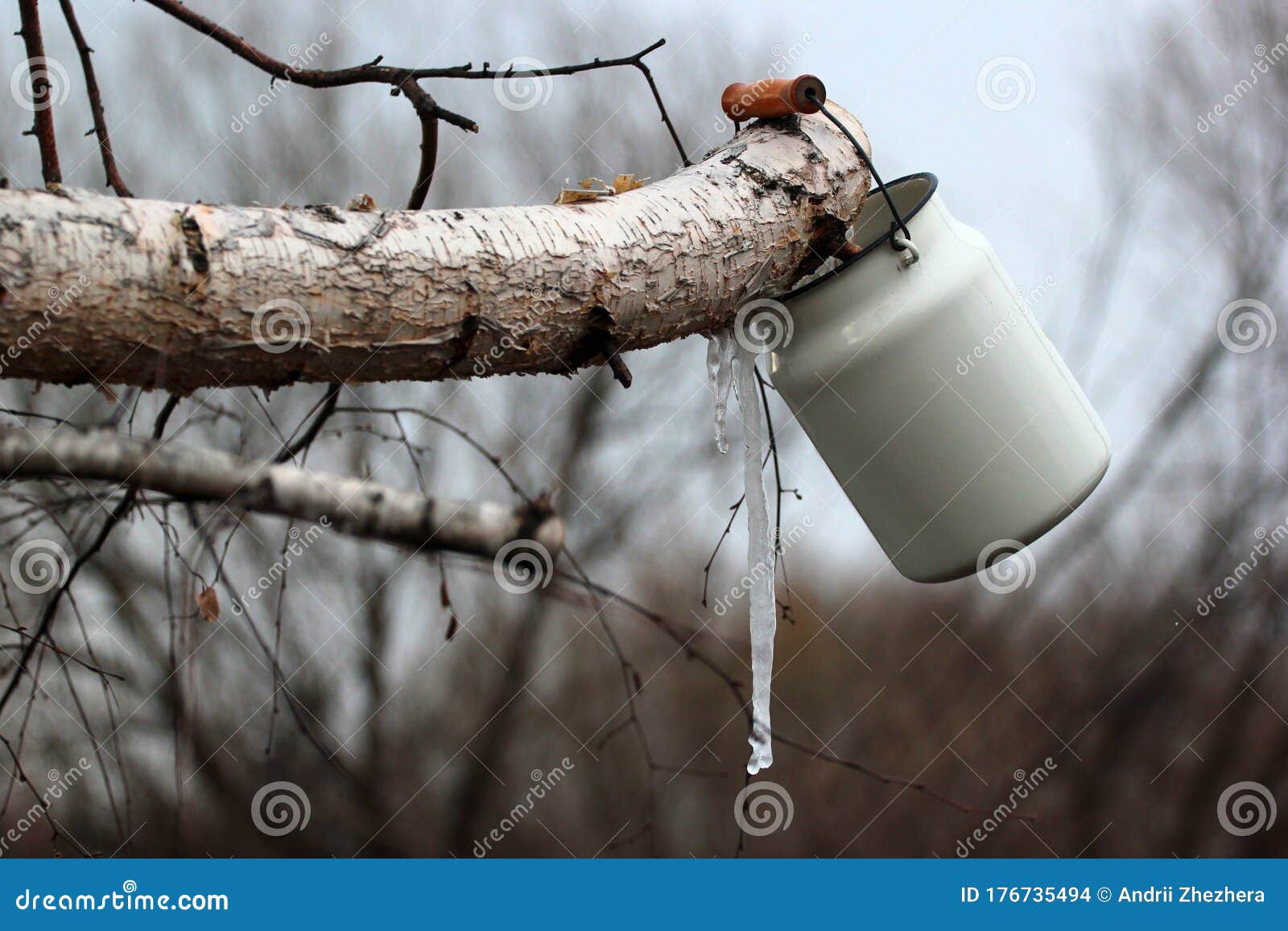 Frozen Birch Sap on a Tree Trunk Stock Photo - Image of betula, juices ...