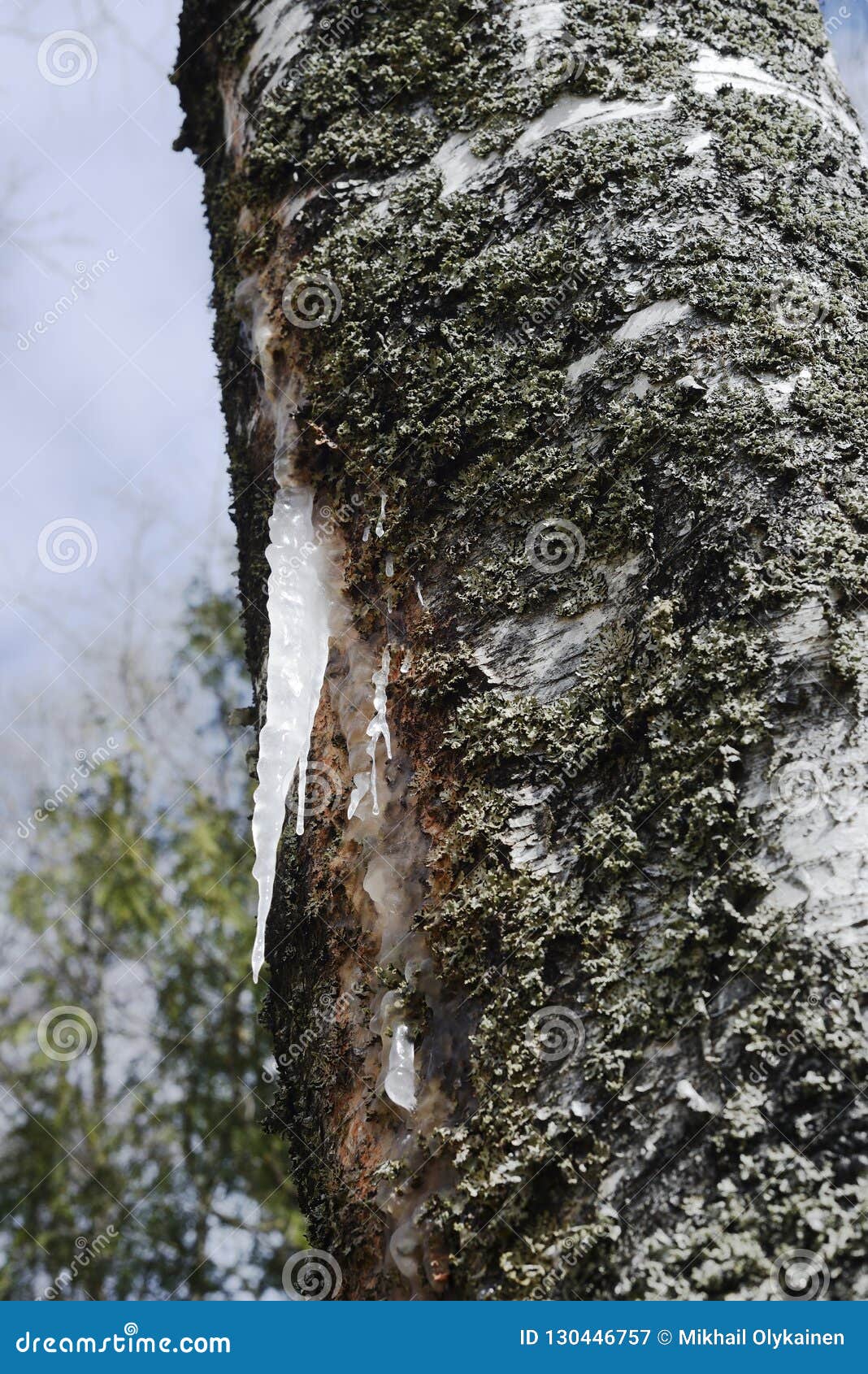 Frozen Birch Sap on a Trunk Stock Image - Image of natural, juice ...